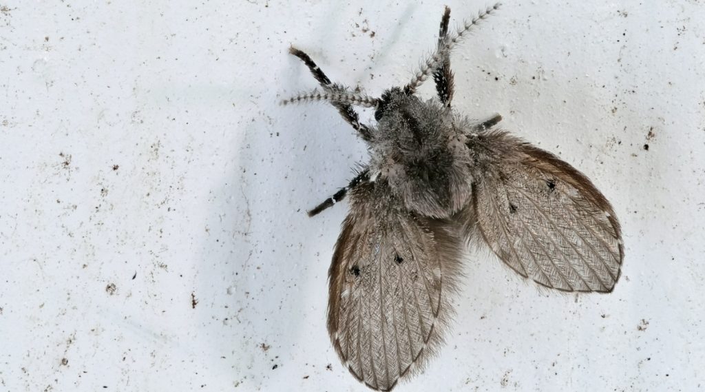 How To Get Rid Of Drain Flies The Natural Way