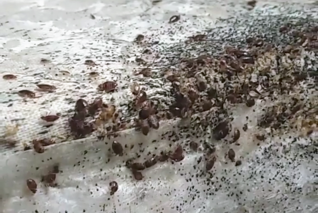 The Do’s And Don’ts Of Finding Bed Bugs In Your Home